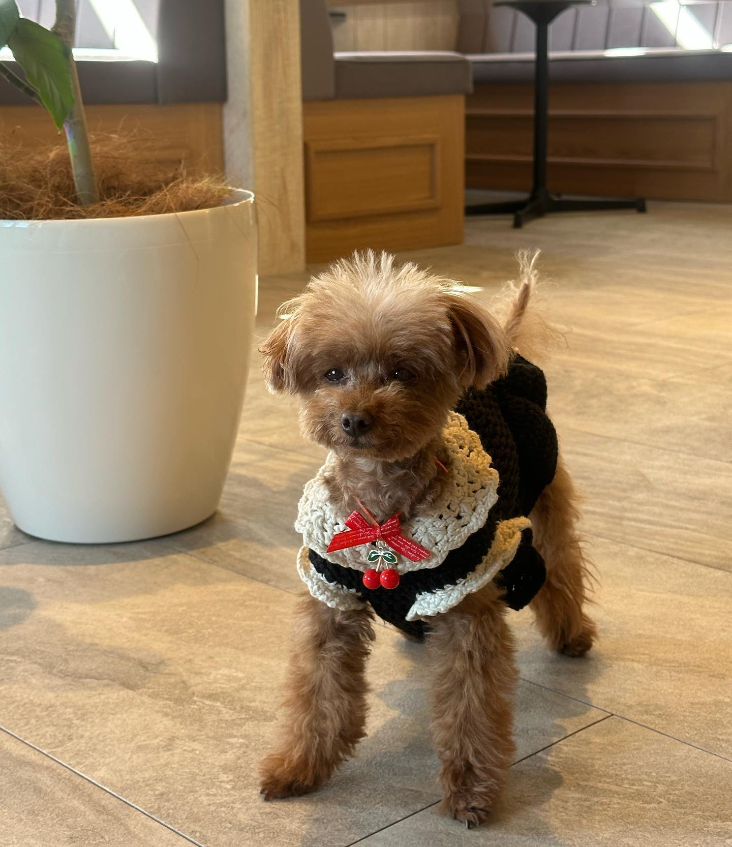 Cafe Plume ( カフェ プルーム ) | テラス席でわんちゃんと過ごせるカフェ